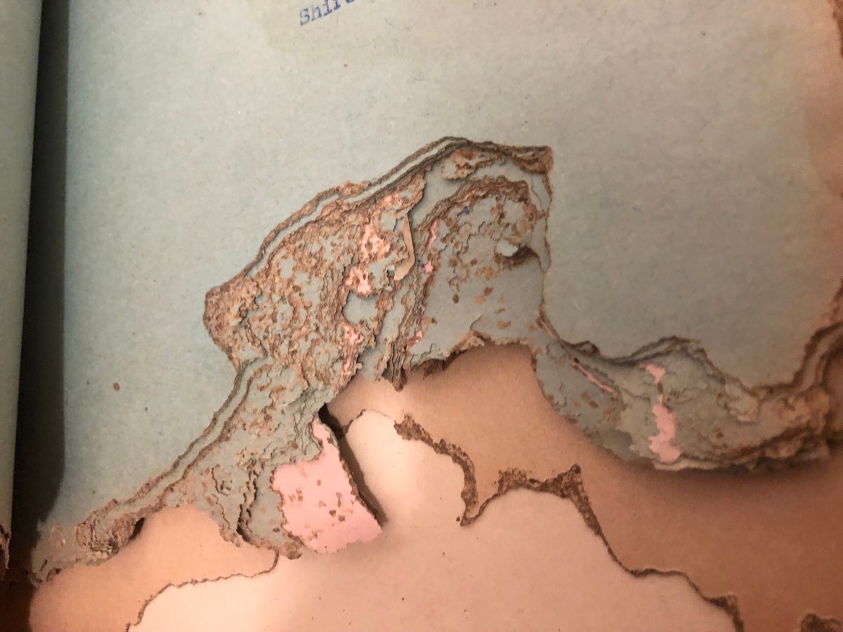 Pesky Pests 1: What is IPM ? | Queensland Museum & community collections